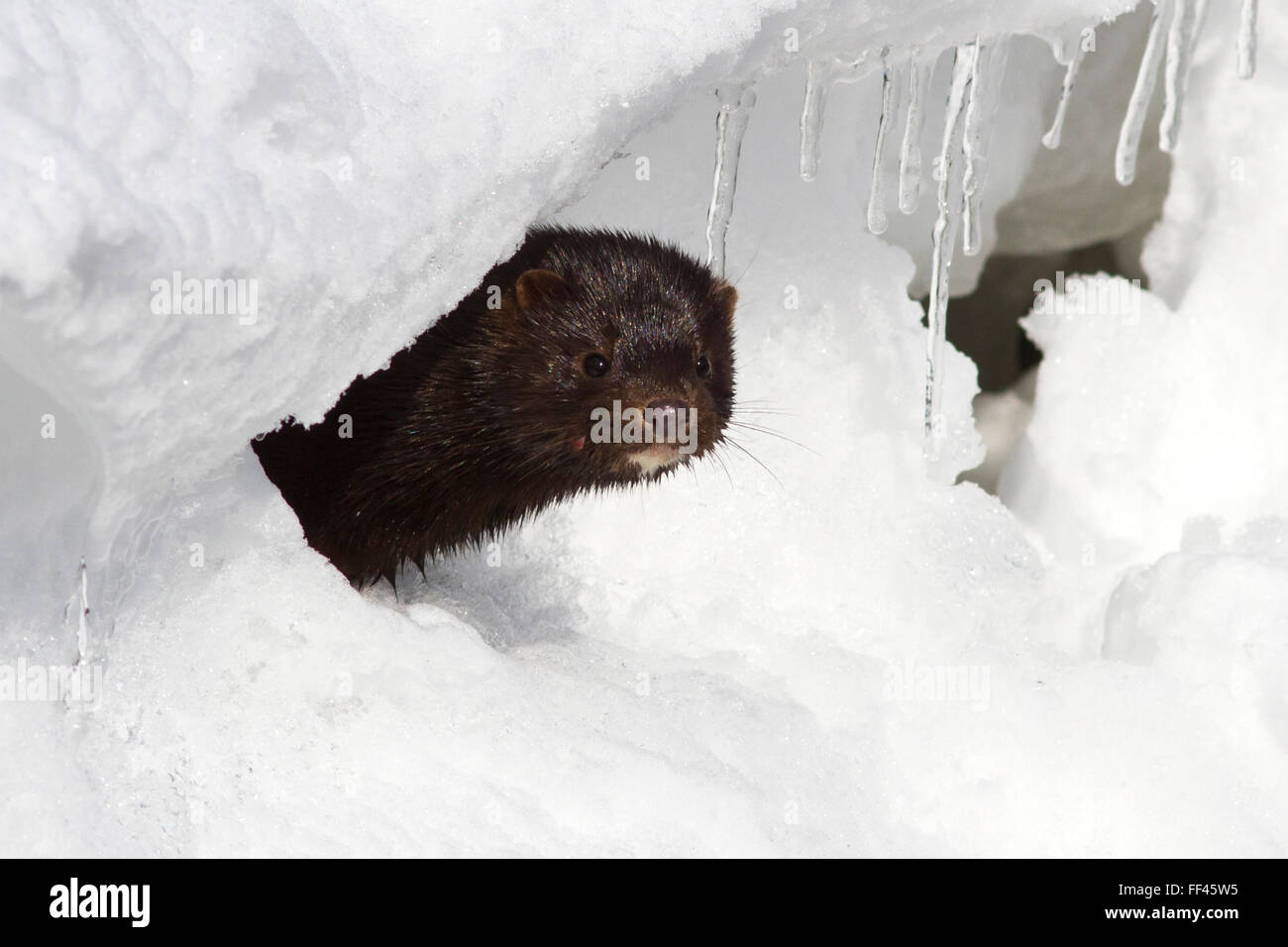 American mink which looks out from an ice hole on the river bank Stock ...