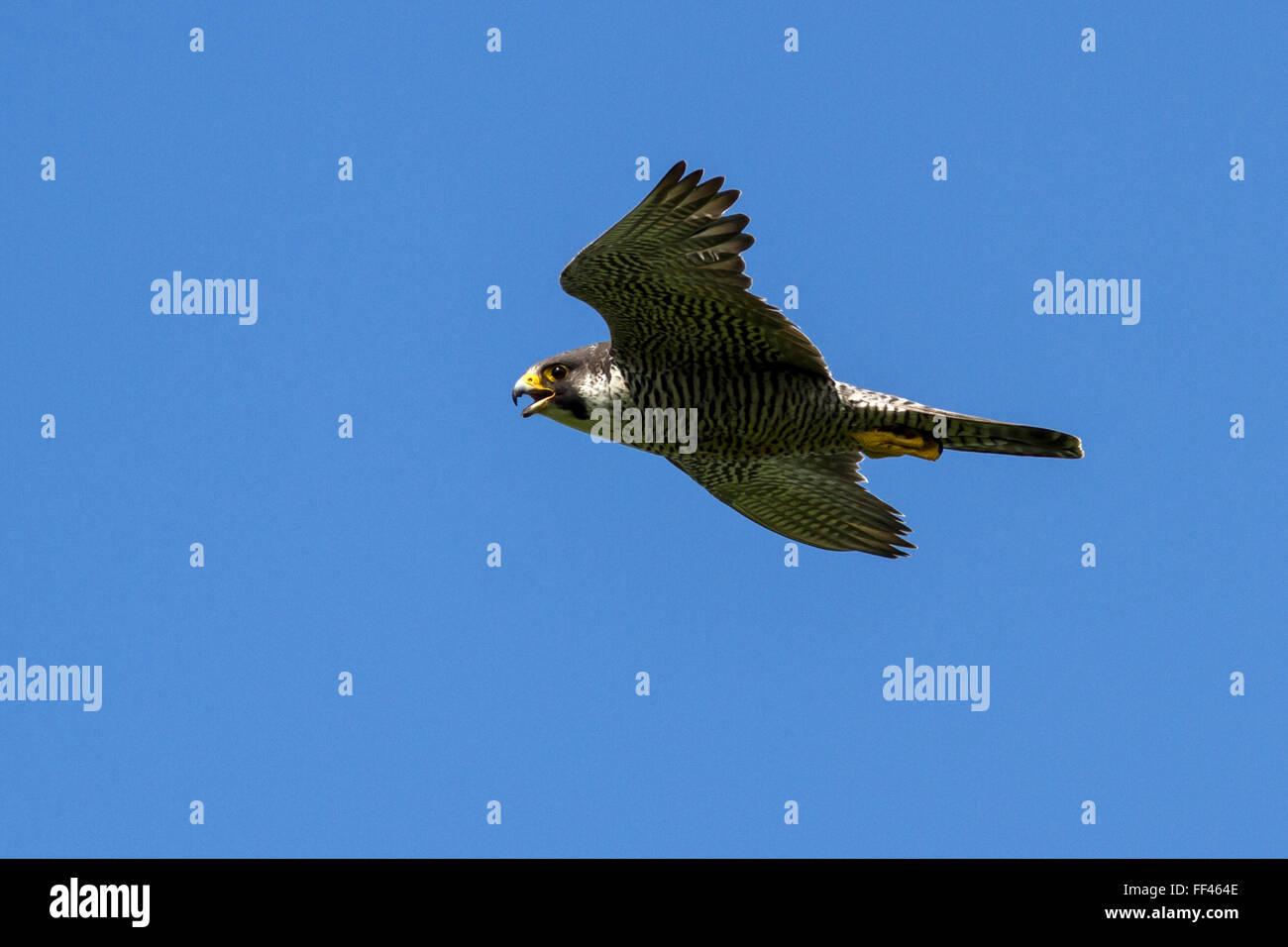 flying female peregrine falcon nest at summer sunny day Stock Photo - Alamy