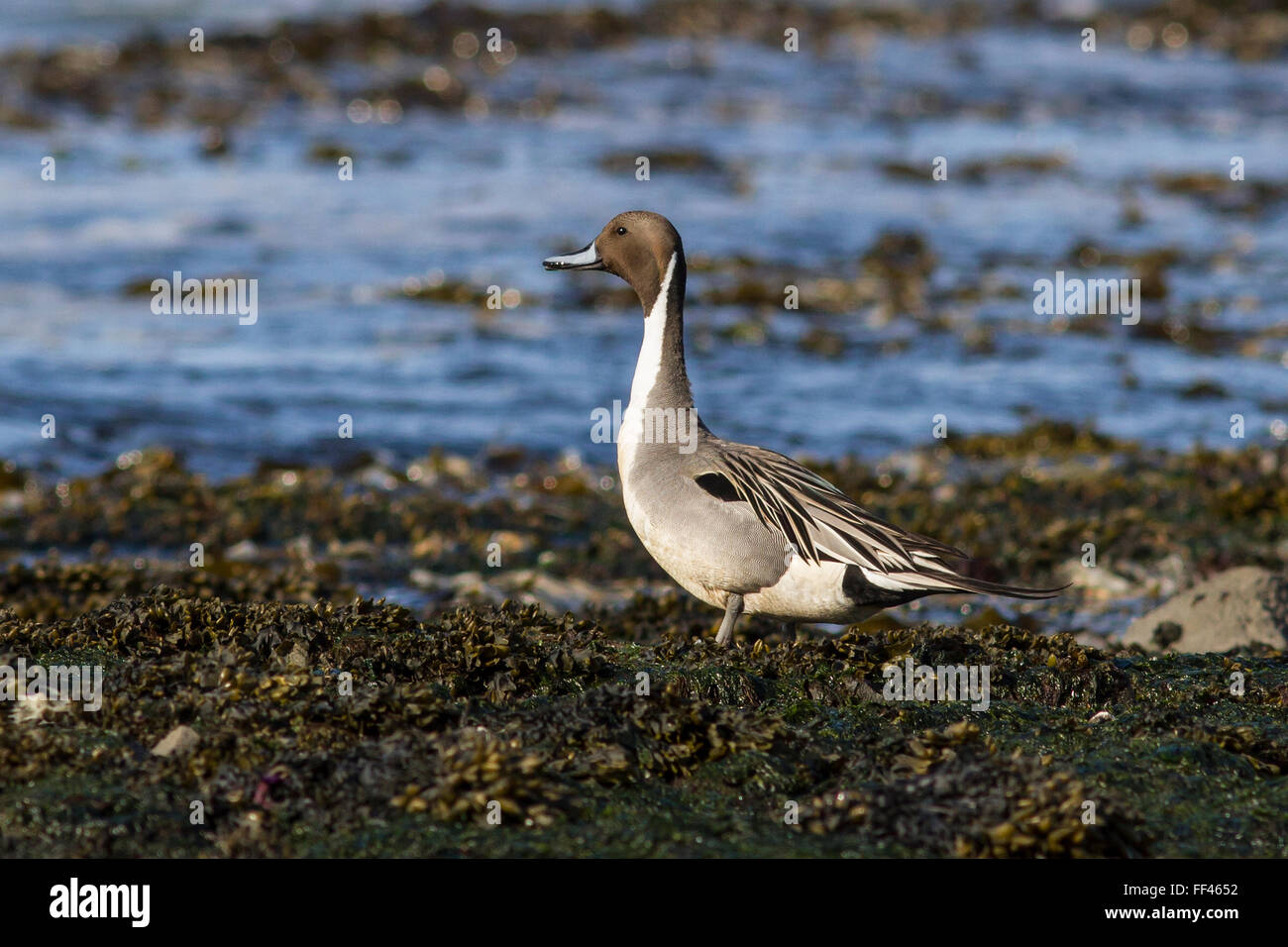 Pintail Male standing on the beach at low tide Stock Photo - Alamy