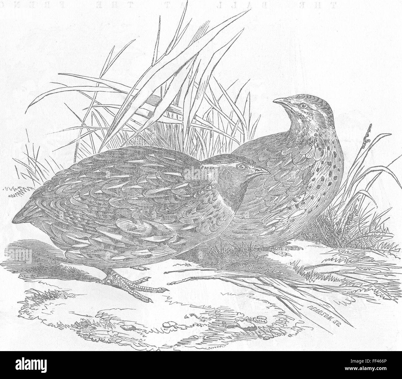 1854 birds hi-res stock photography and images - Alamy