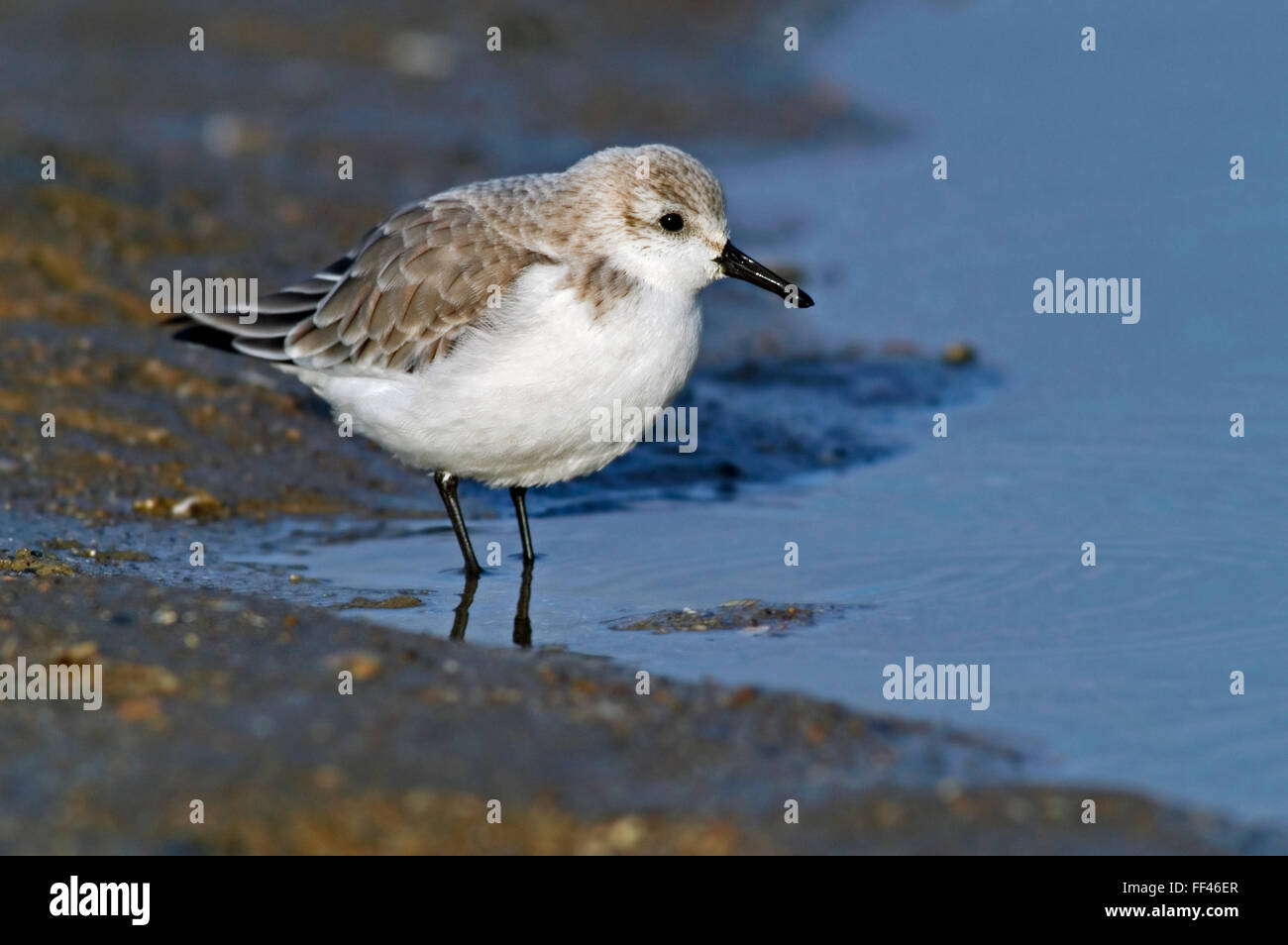 Sanderling (Calidris alba) in non-breeding plumage foraging along the ...