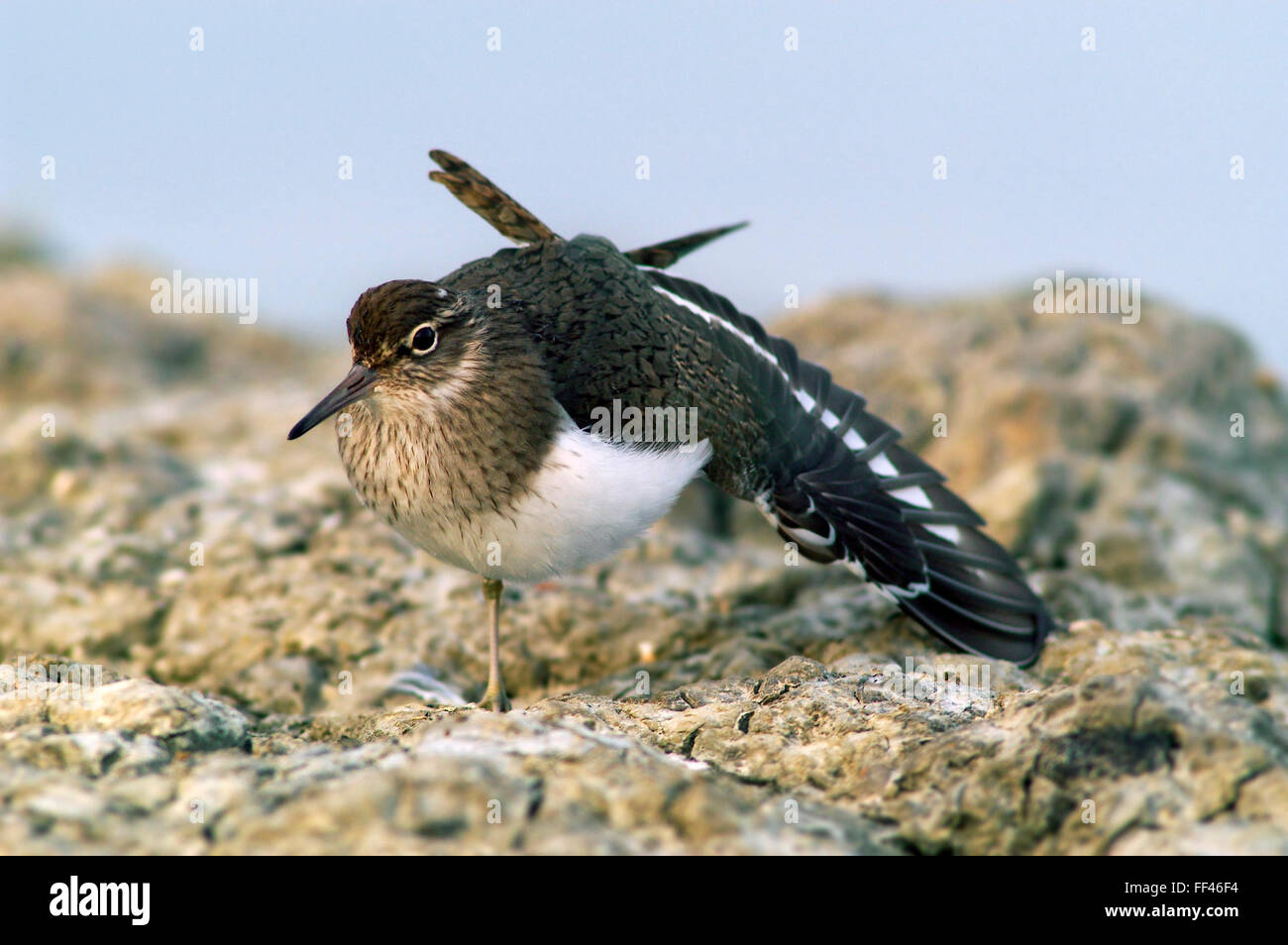 Common sandpiper (Actitis hypoleucos) stretching wing Stock Photo - Alamy