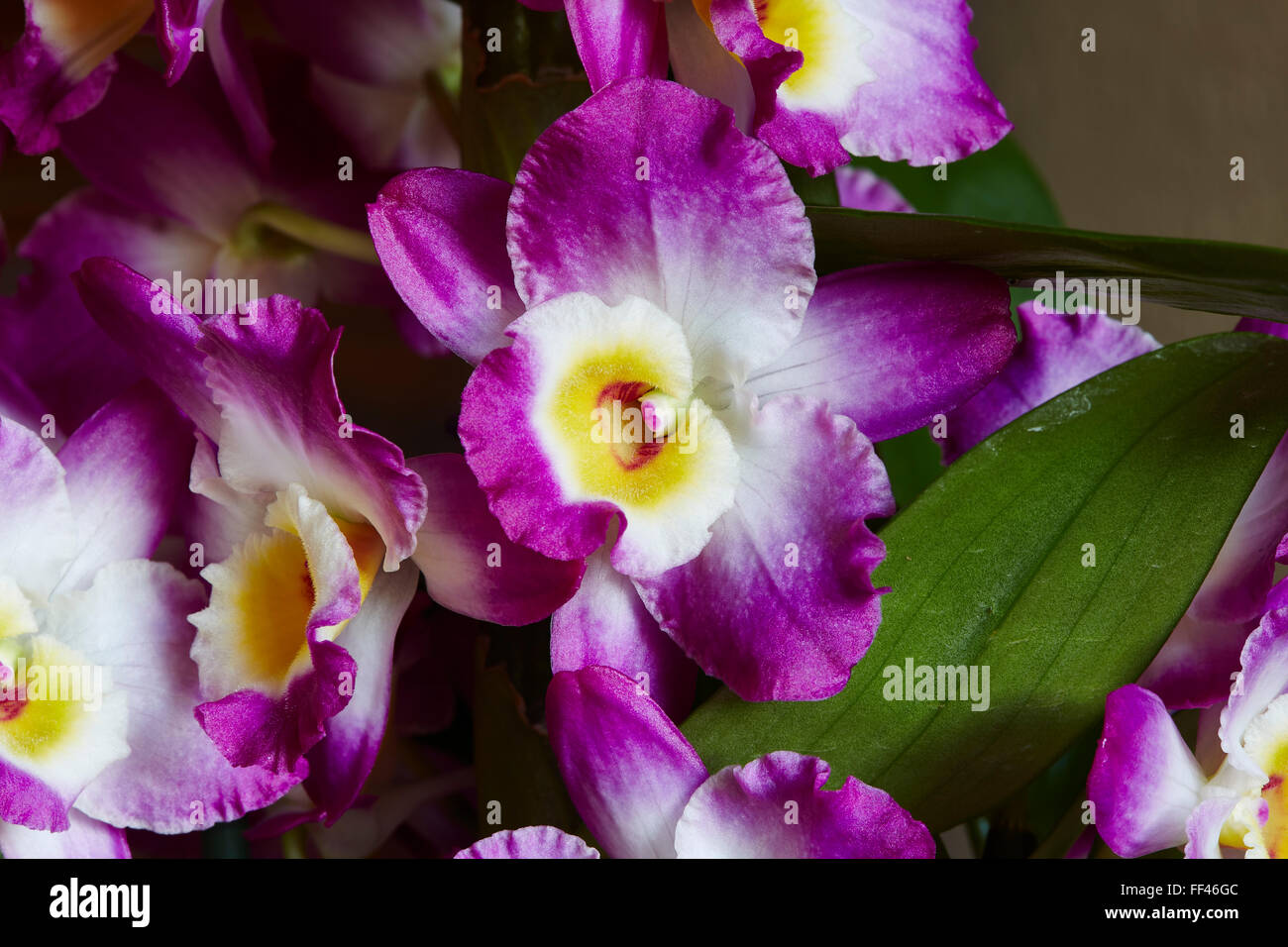 Closeup of a colorful Dendrobium flower with leaves Stock Photo - Alamy