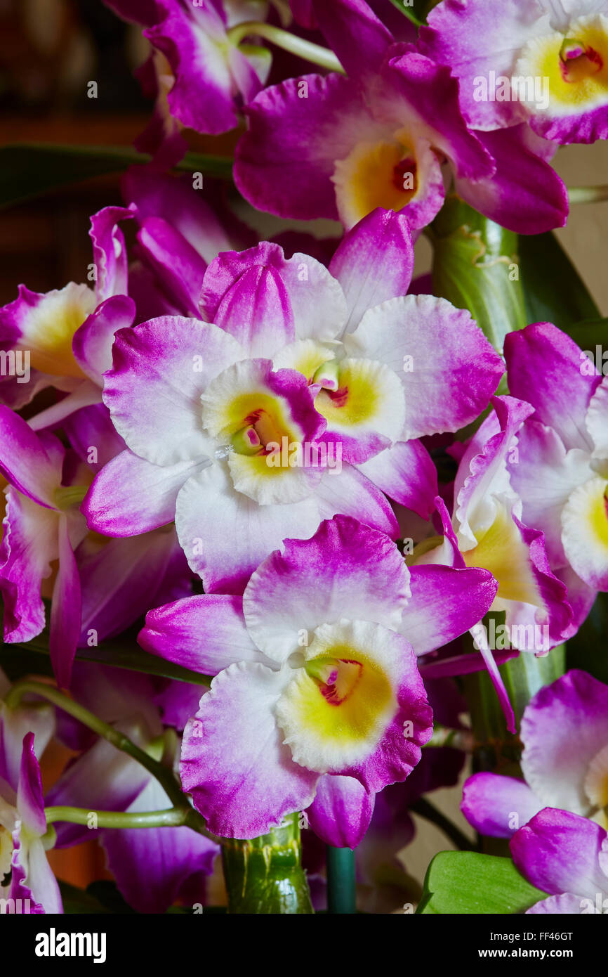 Closeup of a colorful Dendrobium flower on a houseplant Stock Photo - Alamy