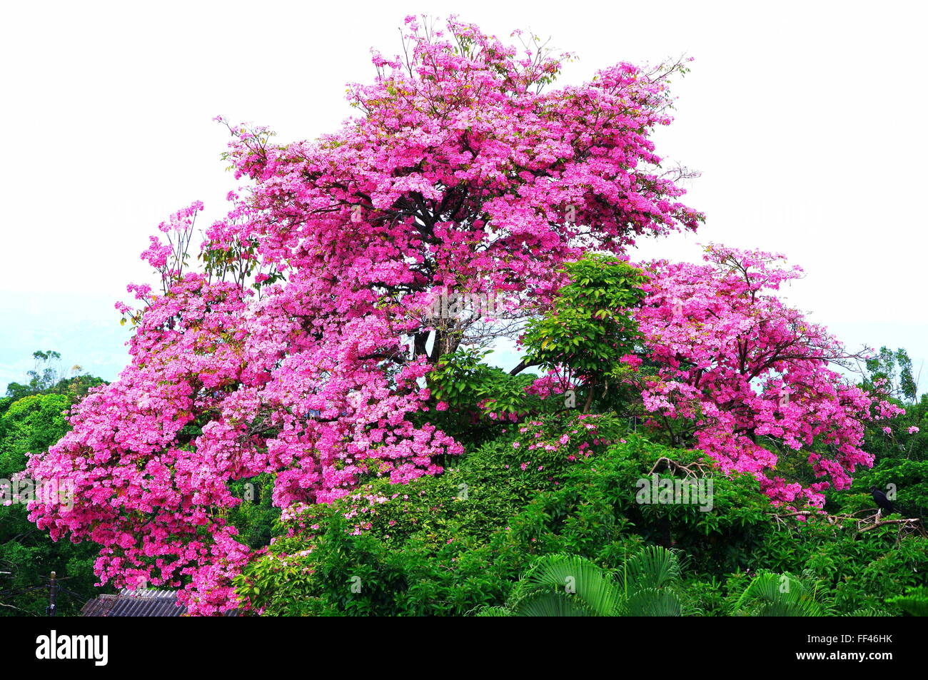 Colorful flowering tree Stock Photo - Alamy