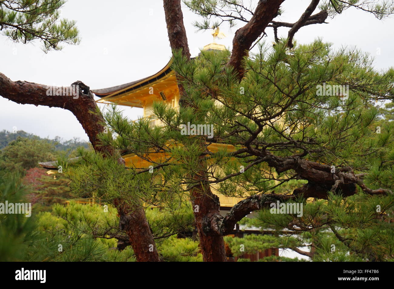 A pine tree in front of the Kinkaku-ji - the Golden Temple - Buddhist ...