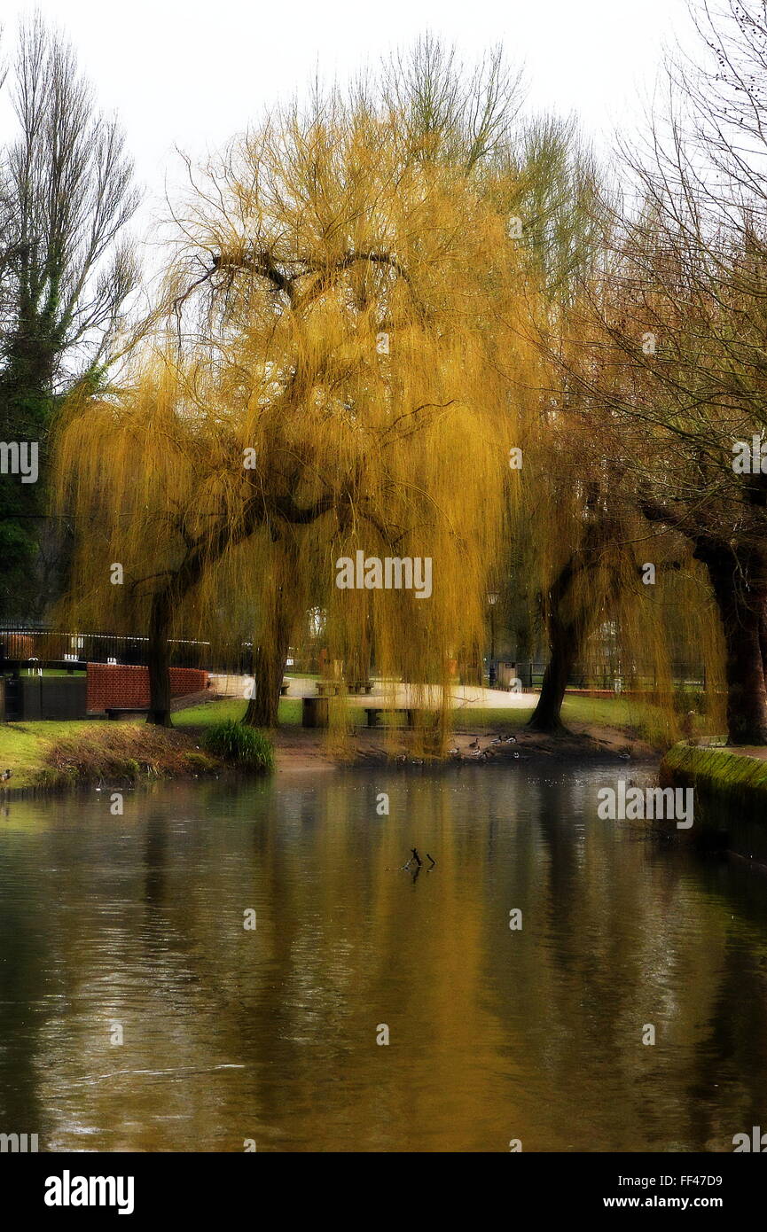 Dreamy Autumn image of a Weeping Willow Tree located in England Stock ...