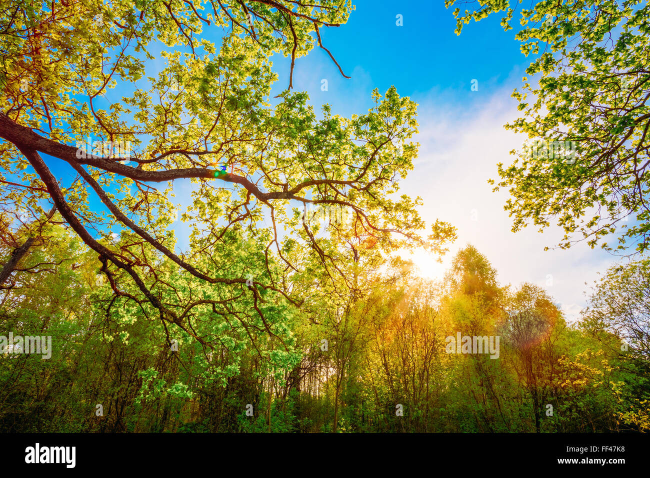 Sun Shining Through Canopy Of Tall Oak Trees. Upper Branches Of Tree ...
