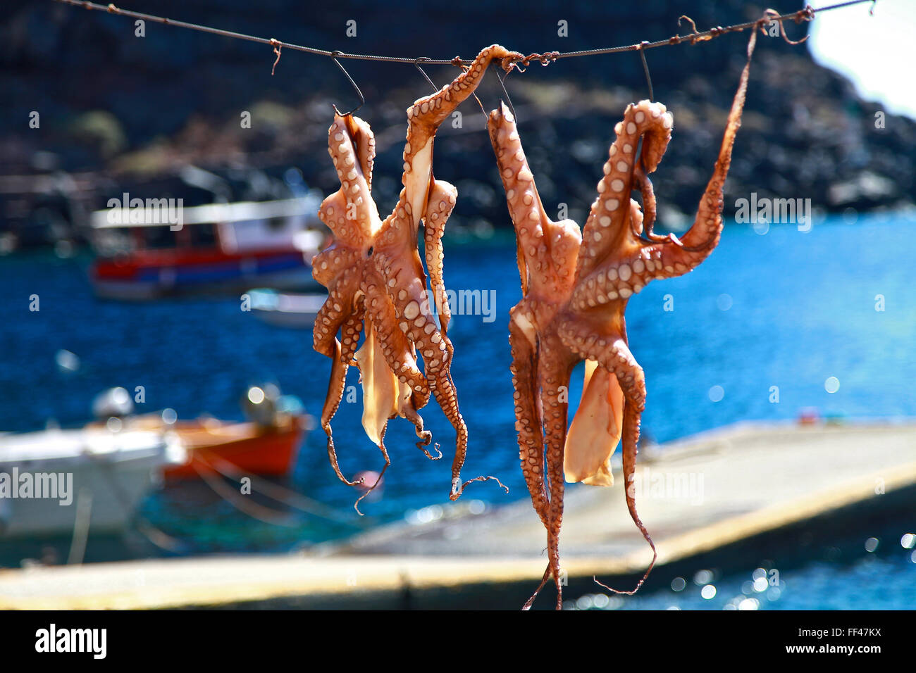 Fresh squid hanging from a rope on the beach Stock Photo - Alamy
