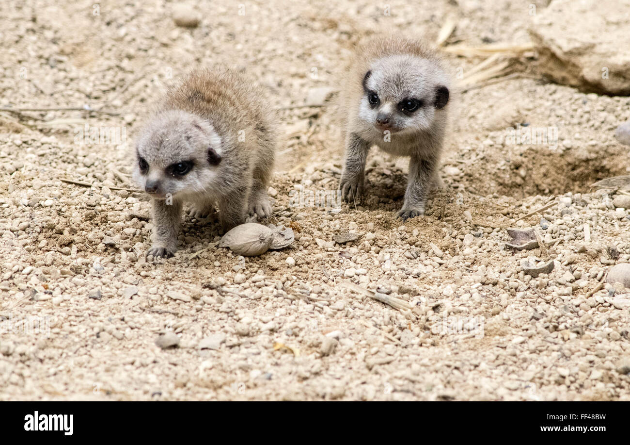 Meerkat baby hi-res stock photography and images - Alamy