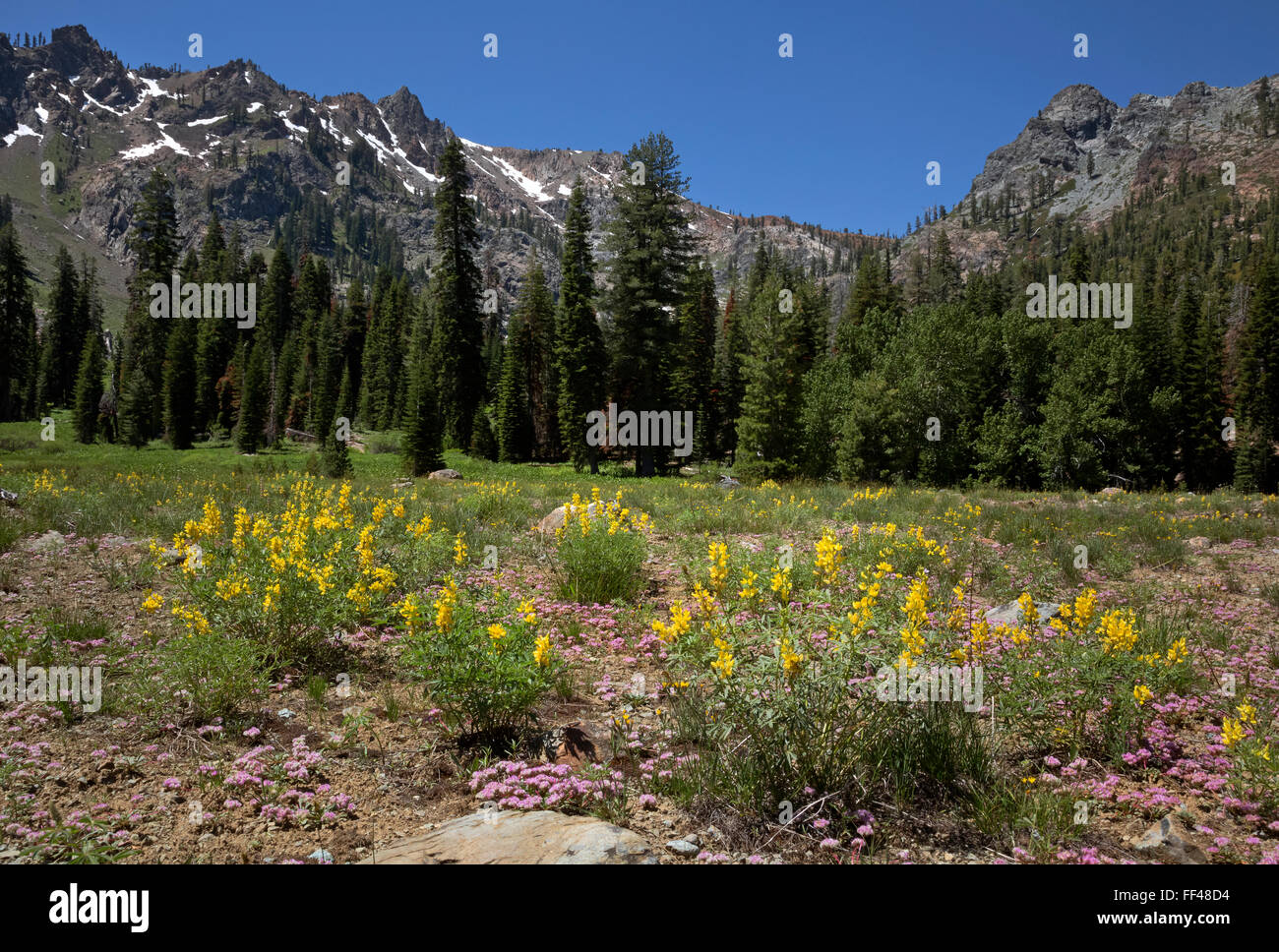 CALIFORNIA - Yellow lupine blooming along the Bear Basin Trail the ...