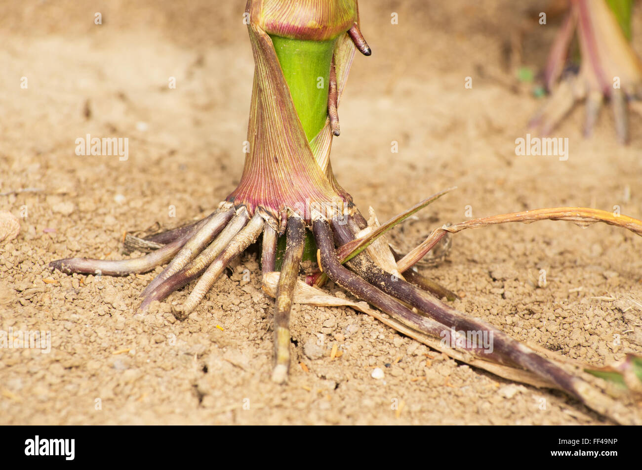 Root of corn hi-res stock photography and images - Alamy