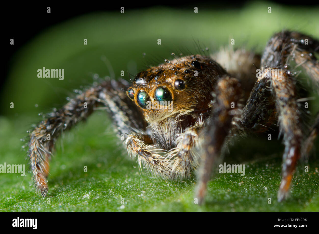 Insect jumper hi-res stock photography and images - Alamy