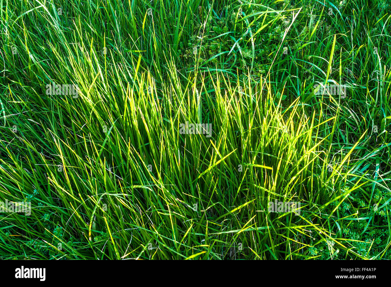 Roadside grass hi-res stock photography and images - Alamy