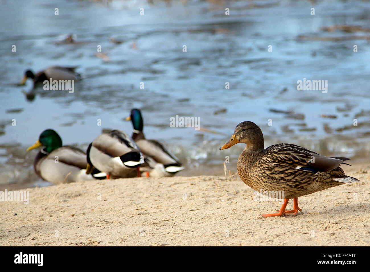 Duck in the wild Stock Photo - Alamy