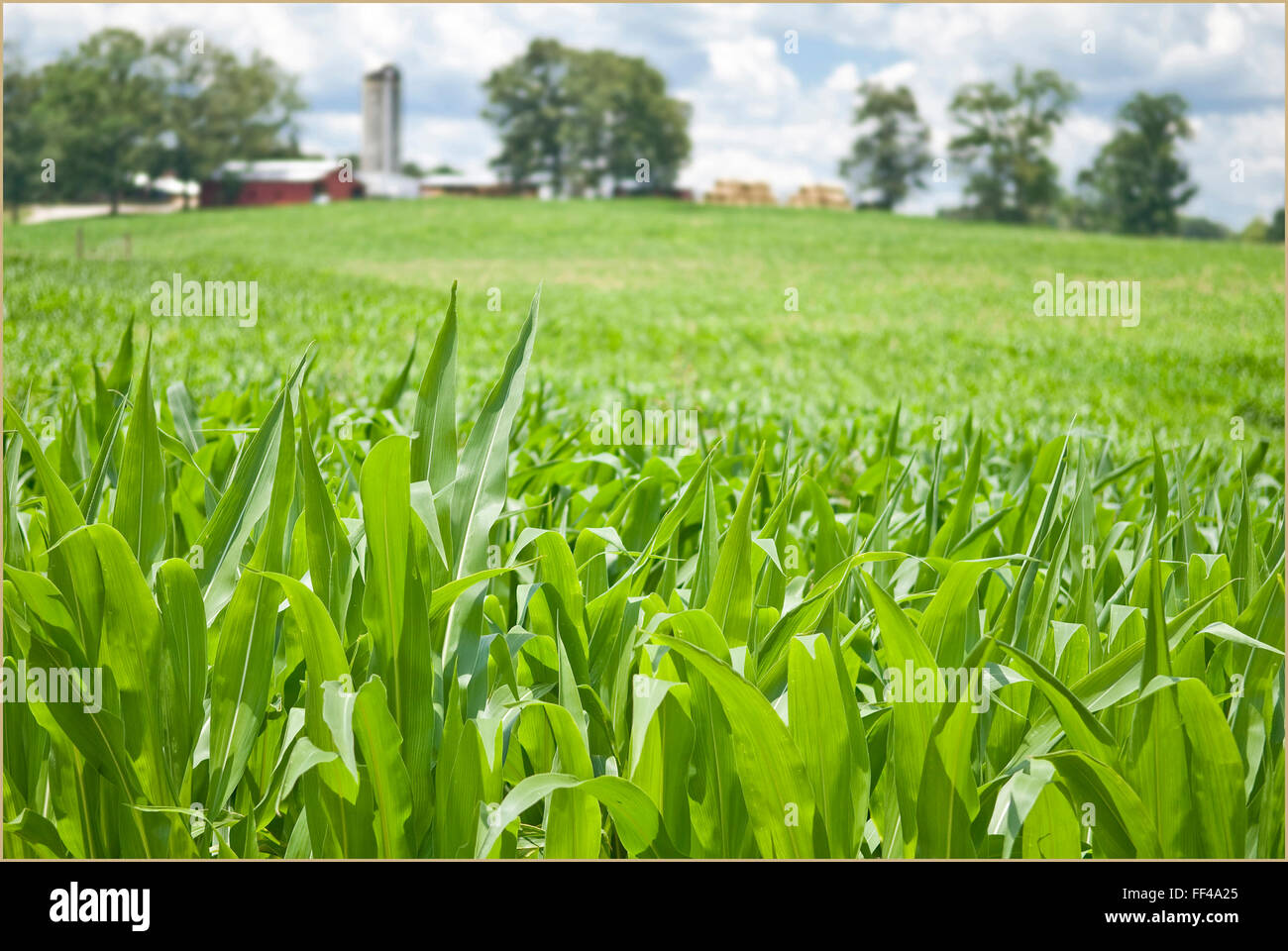 Corn field barn hi-res stock photography and images - Alamy