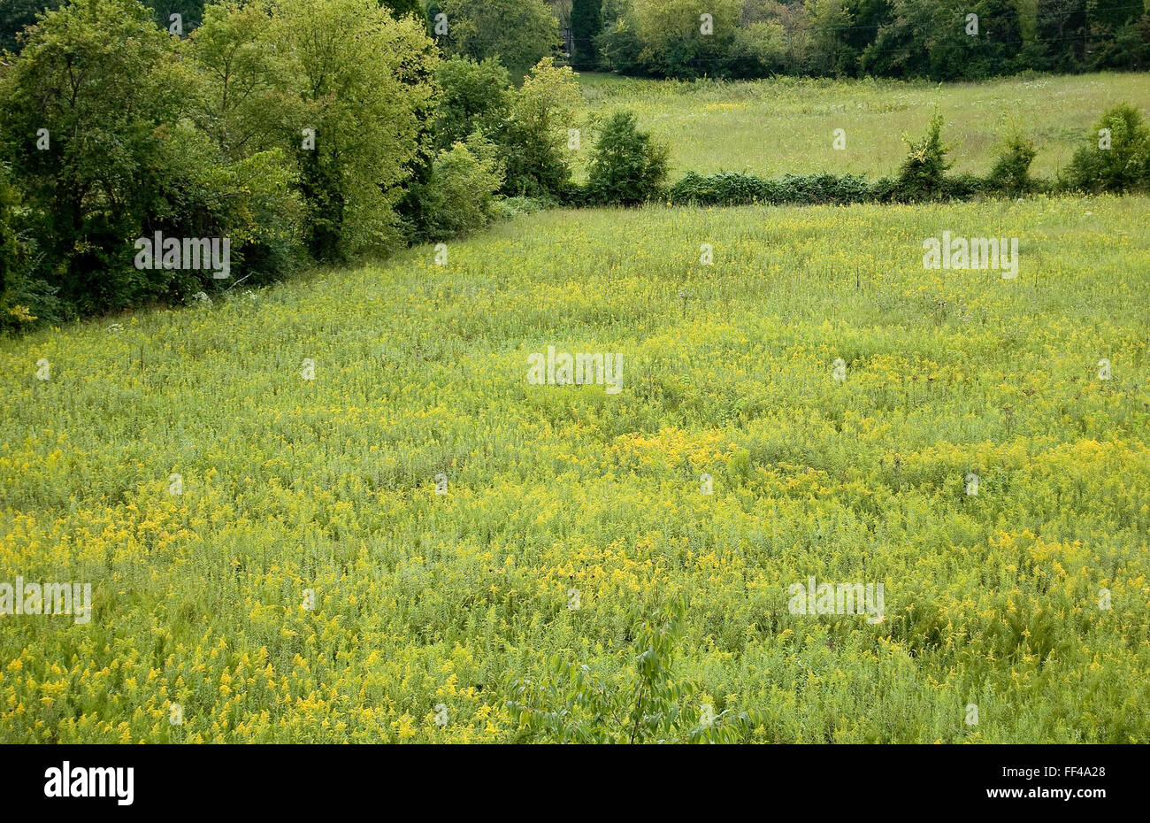Early Autumn Field Stock Photo - Alamy