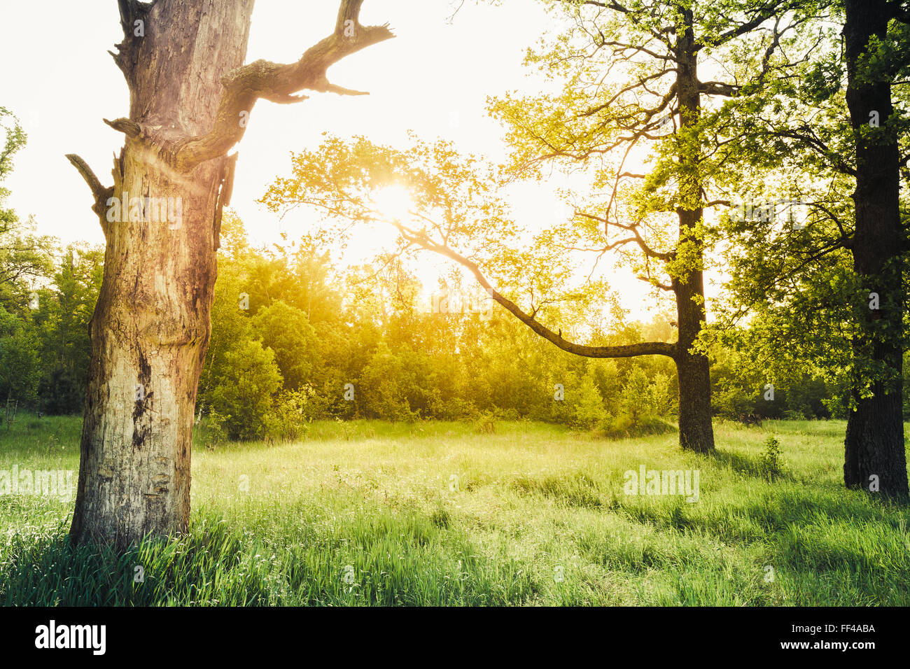 Old Oak Tree at Sunset in Summer Sunny Forest. Nature Green Wood Stock ...