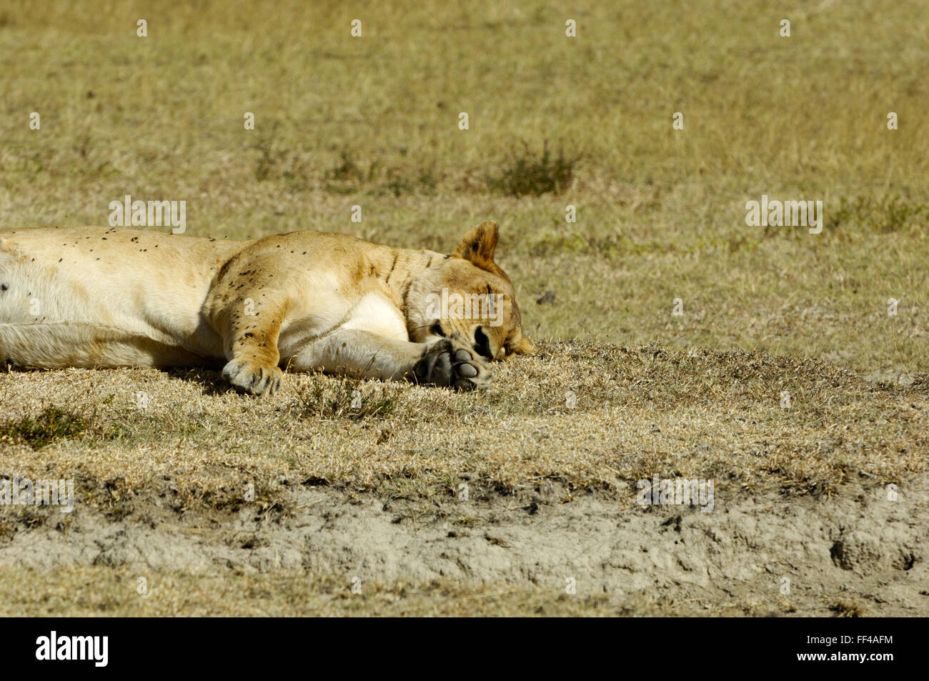 Lion in Ngorongoro crater Stock Photo - Alamy