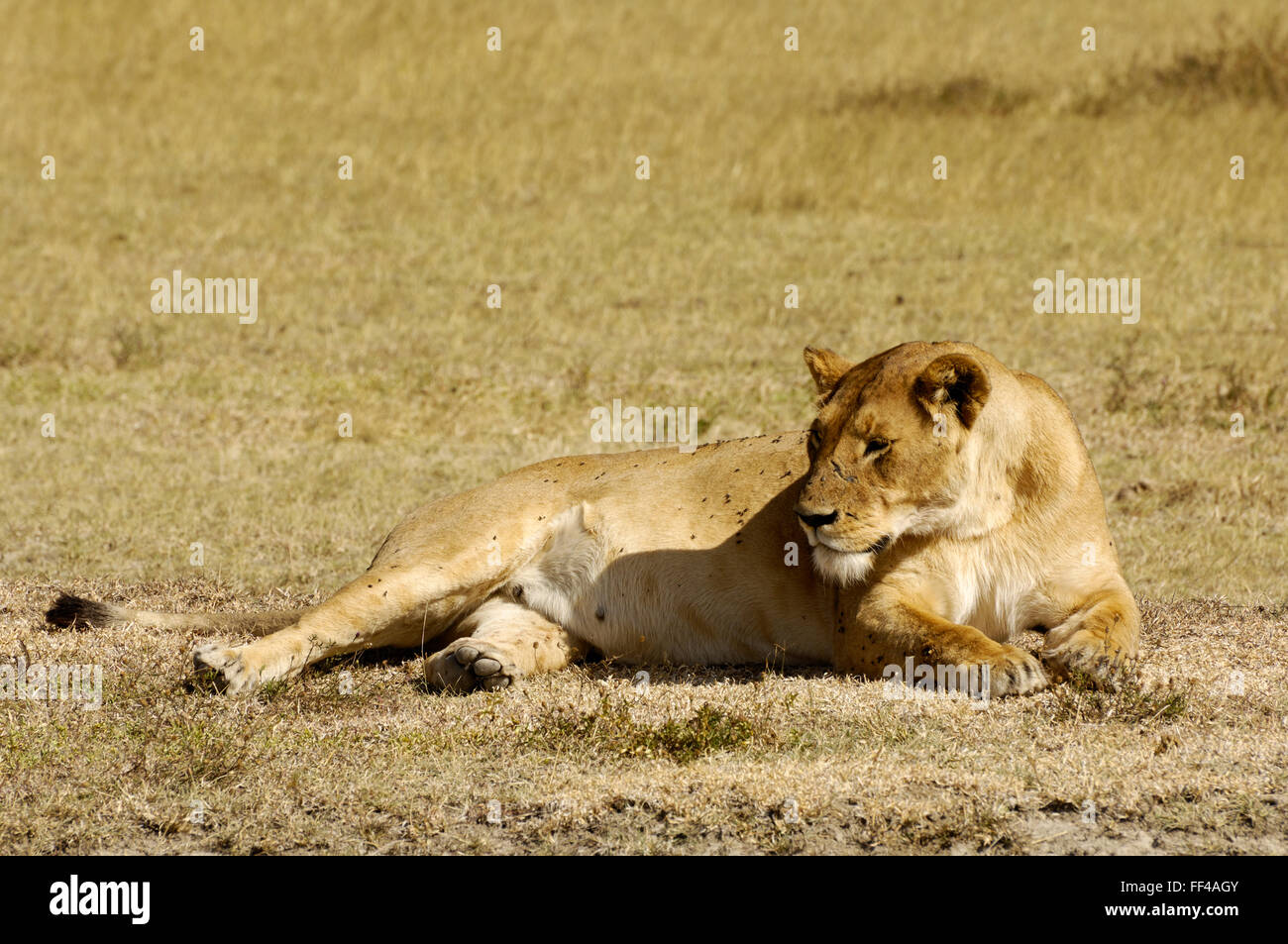 Lion in Ngorongoro crater Stock Photo - Alamy
