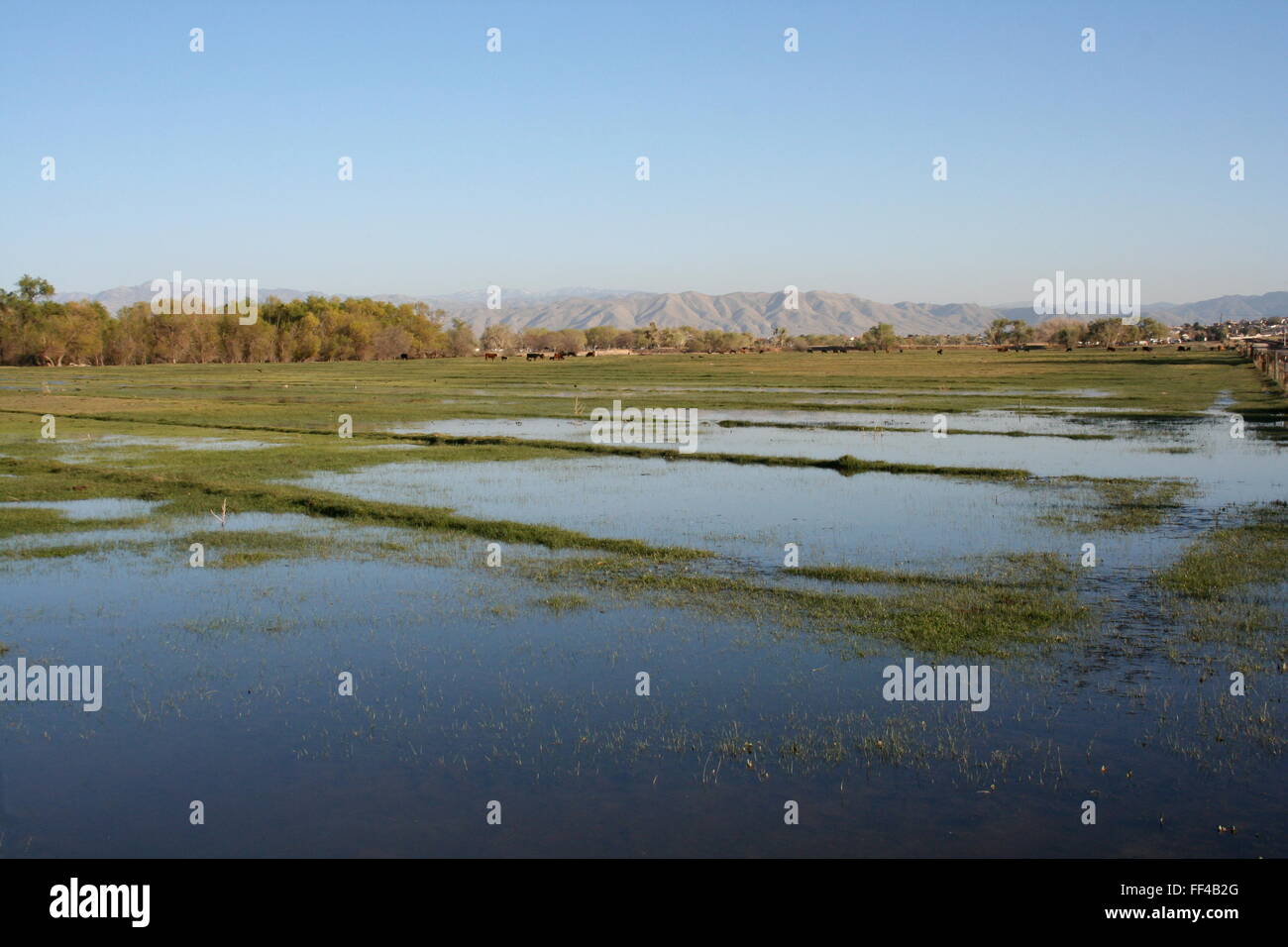 Flooded pasture with distant mountains Stock Photo - Alamy