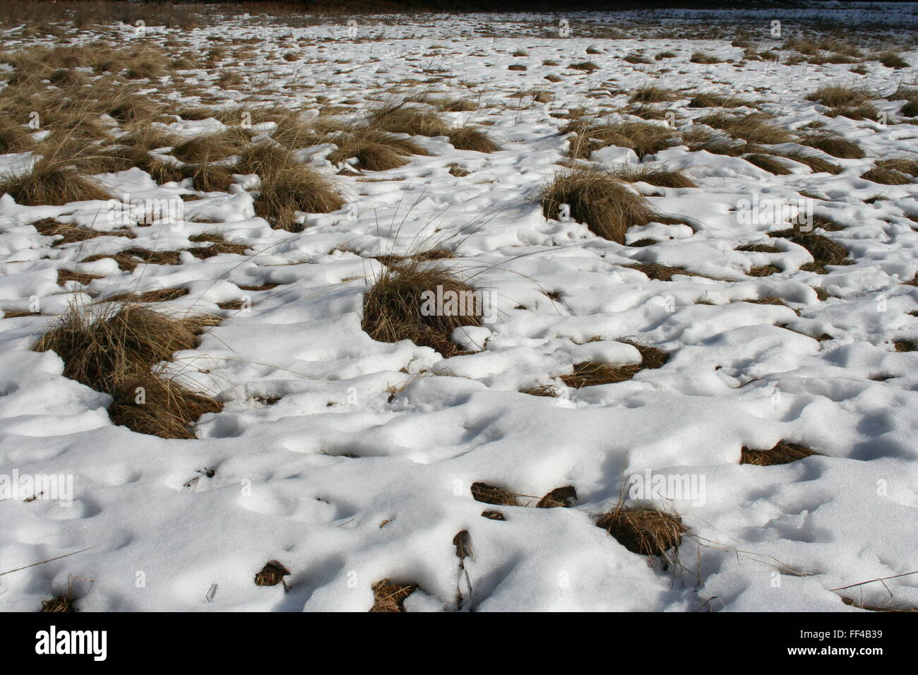 Patches of foliage in snow Stock Photo - Alamy