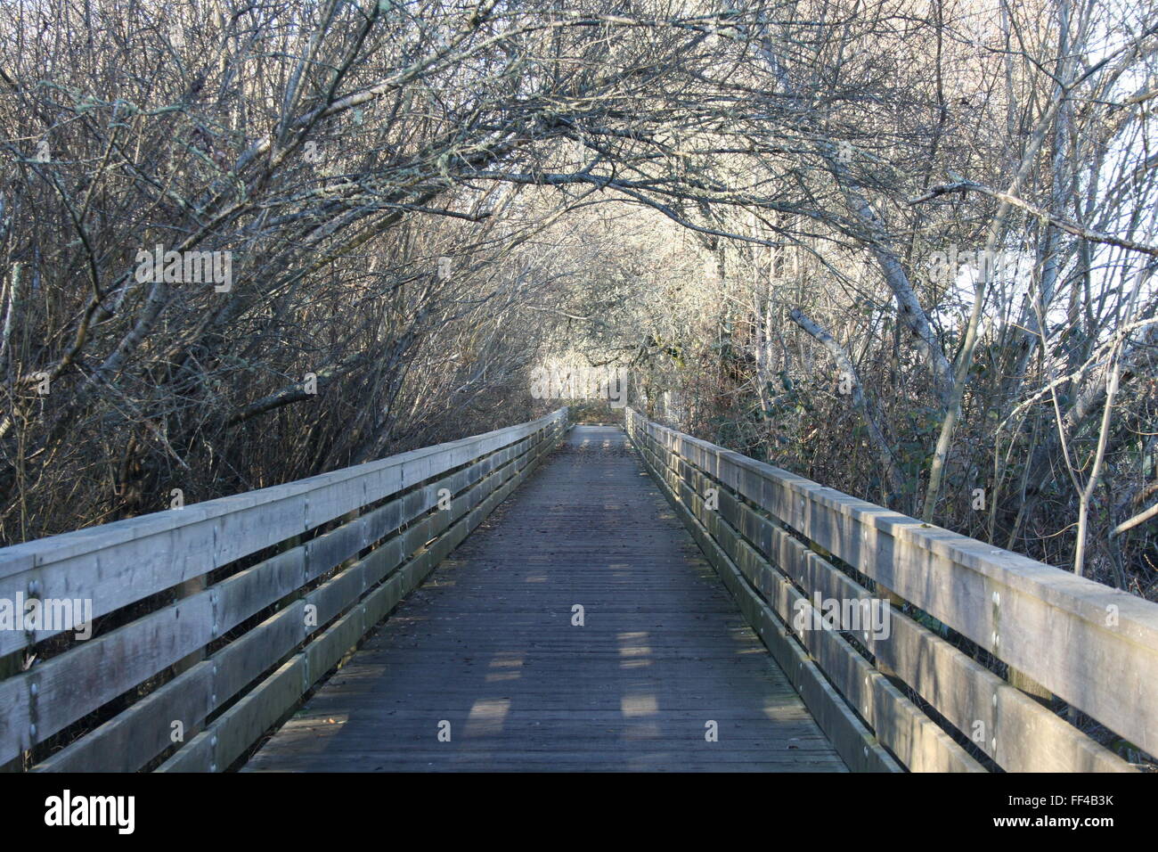 Wooden bridge with tree branch canopy Stock Photo - Alamy
