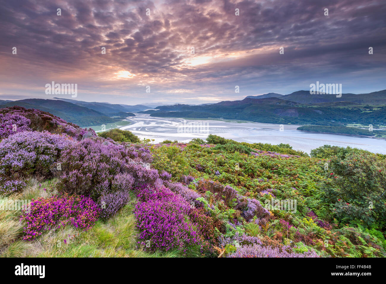 Mawddach Estuary seen from the Panorama Walk above Barmouth, Gwynedd ...