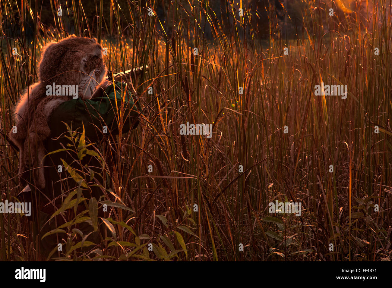Hunter stalking prey along the marsh grasses Stock Photo - Alamy