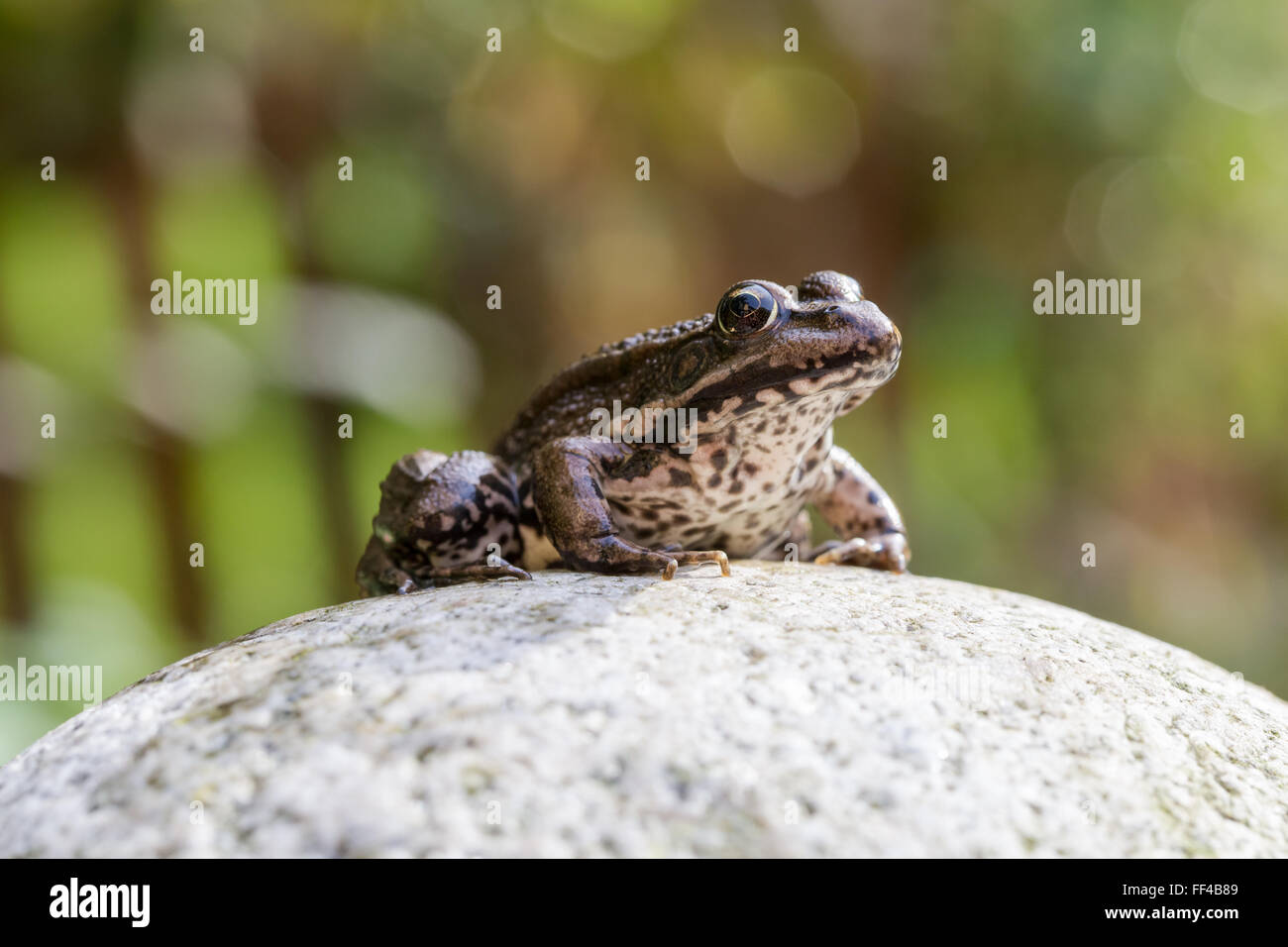 Common water frog on a stone in the autumn sun Stock Photo - Alamy