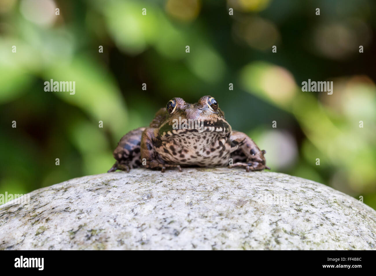 Common water frog on a stone in the autumn sun Stock Photo - Alamy