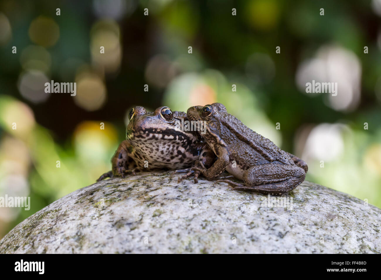 Water frogs hi-res stock photography and images - Alamy