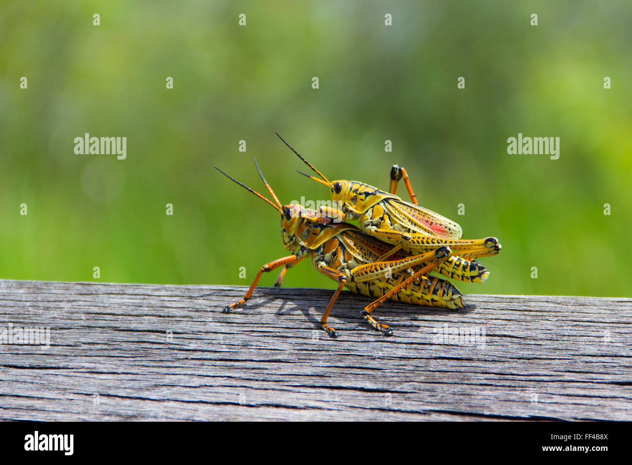 Wood Cricket Insect High Resolution Stock Photography and Images - Alamy