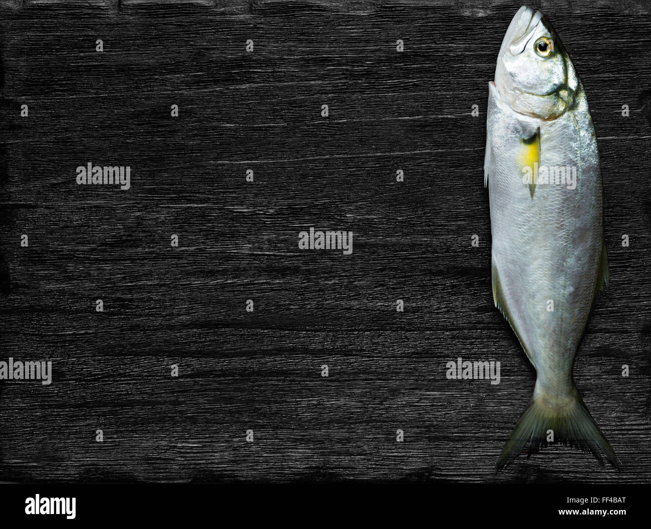 Black king fish hi-res stock photography and images - Alamy