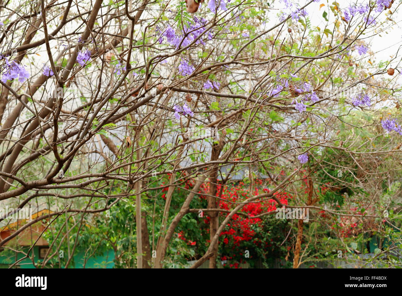 Jacaranda tree and other flowering shrubs under stormy sky. Compound of ...