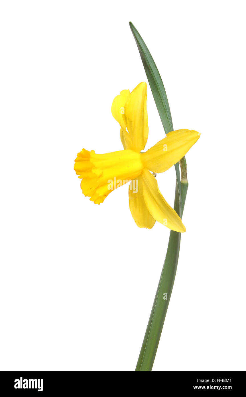 Golden yellow daffodil flower and leaf side view isolated against white ...