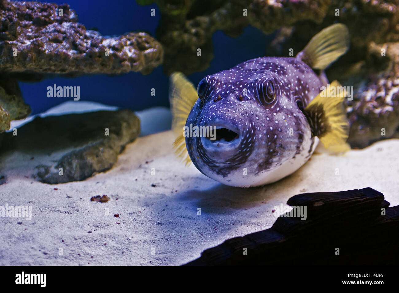 Fish in aquarium Stock Photo - Alamy