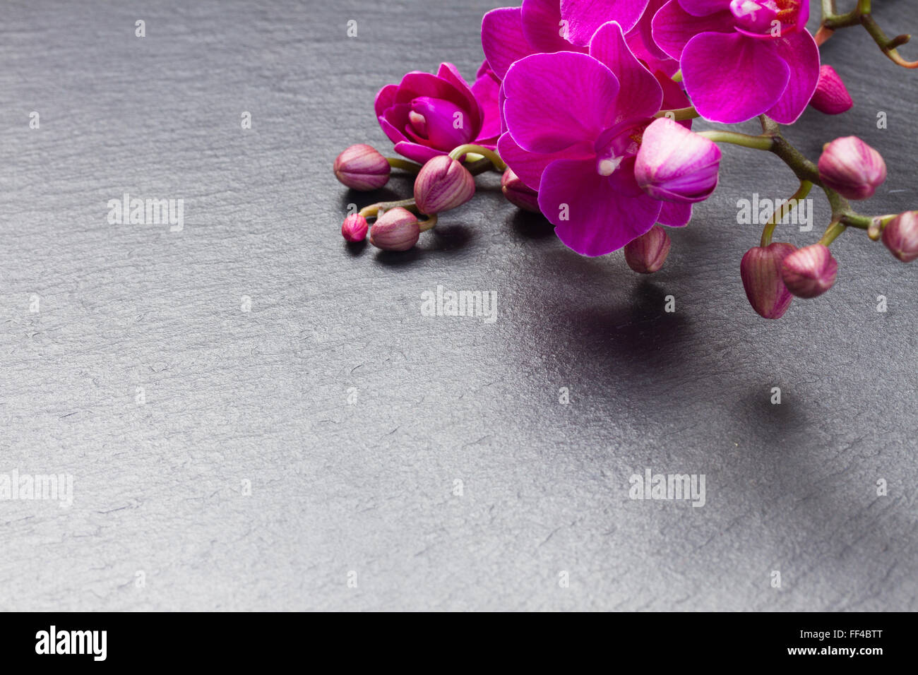 Bunch of violet orchids Stock Photo - Alamy