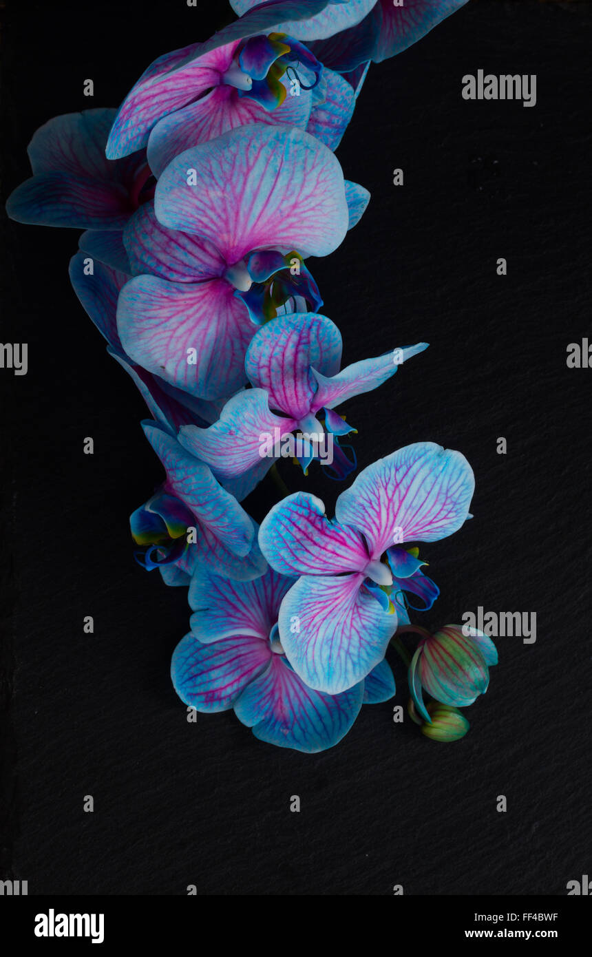 Bunch of violet orchids Stock Photo - Alamy