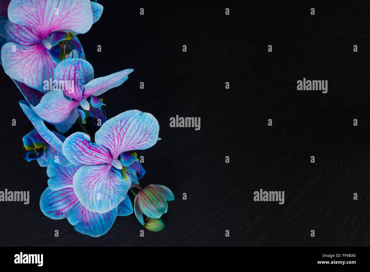 Bunch of violet orchids Stock Photo - Alamy