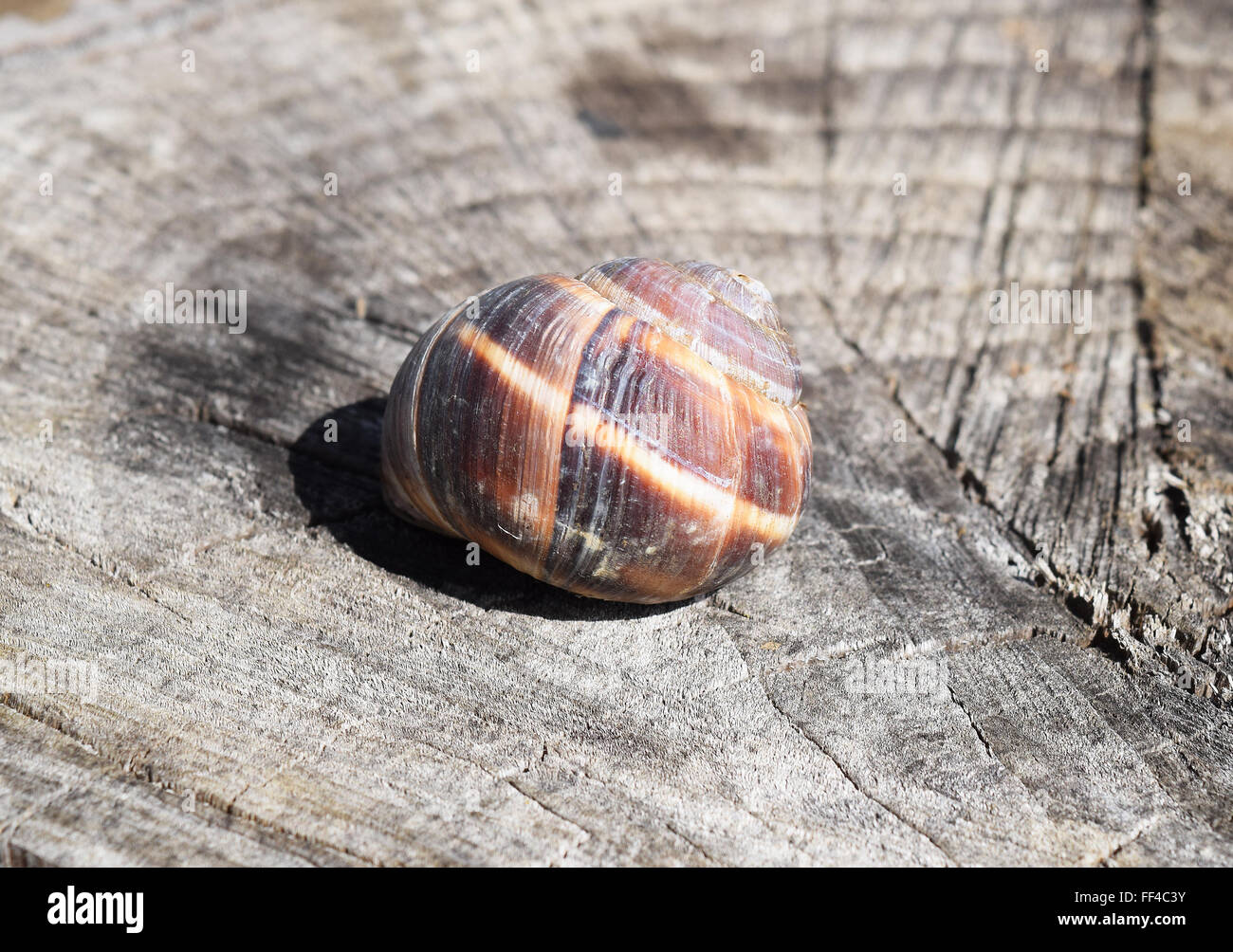 Large snail shell. Snail on the stump Stock Photo - Alamy