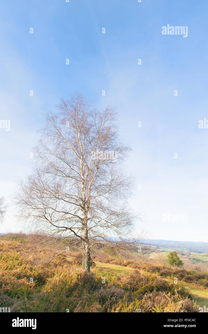 Single bald tree in winter sun on green hill Stock Photo - Alamy