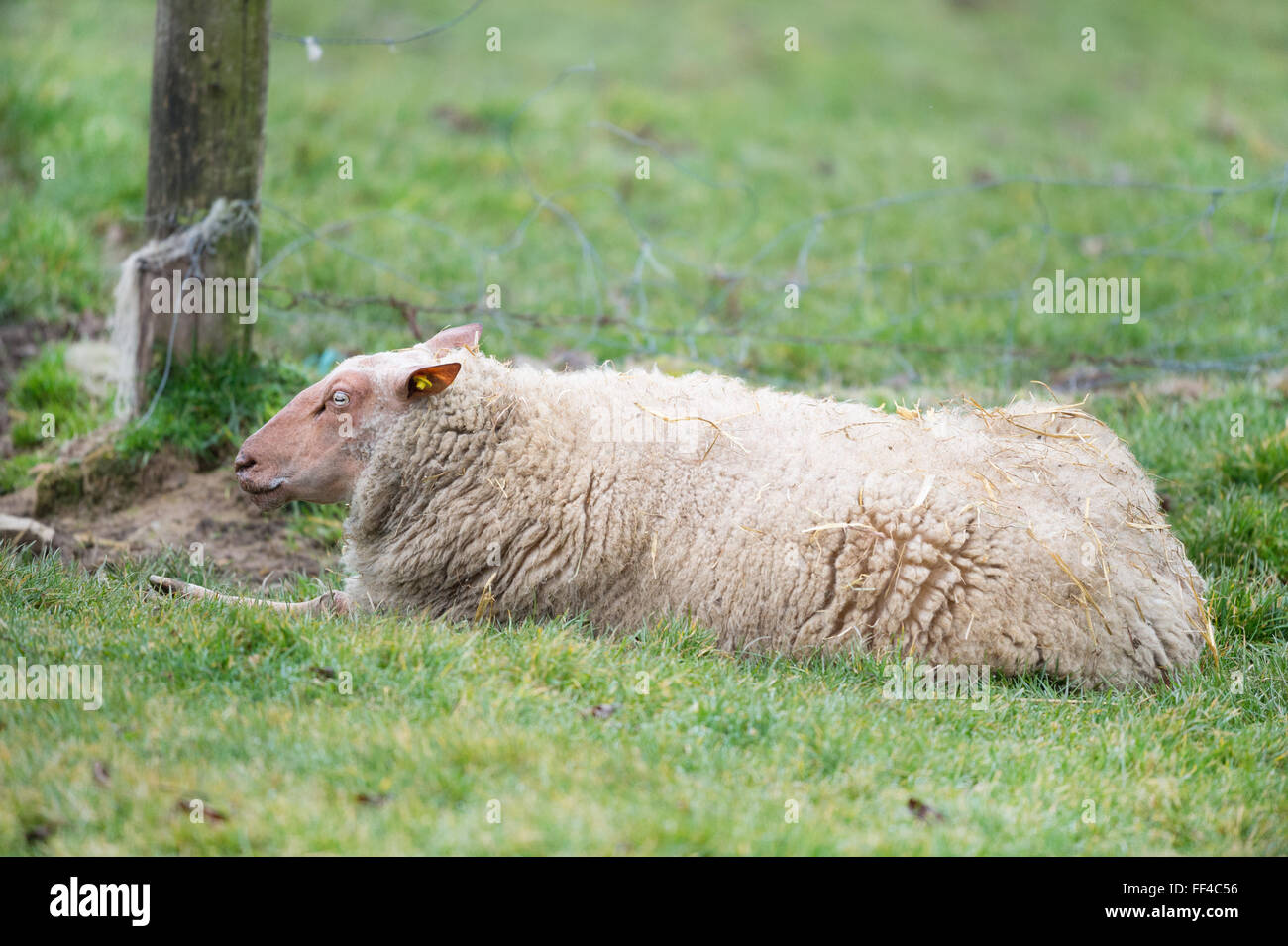 French sheep race Rouge de l'Ouest Stock Photo - Alamy
