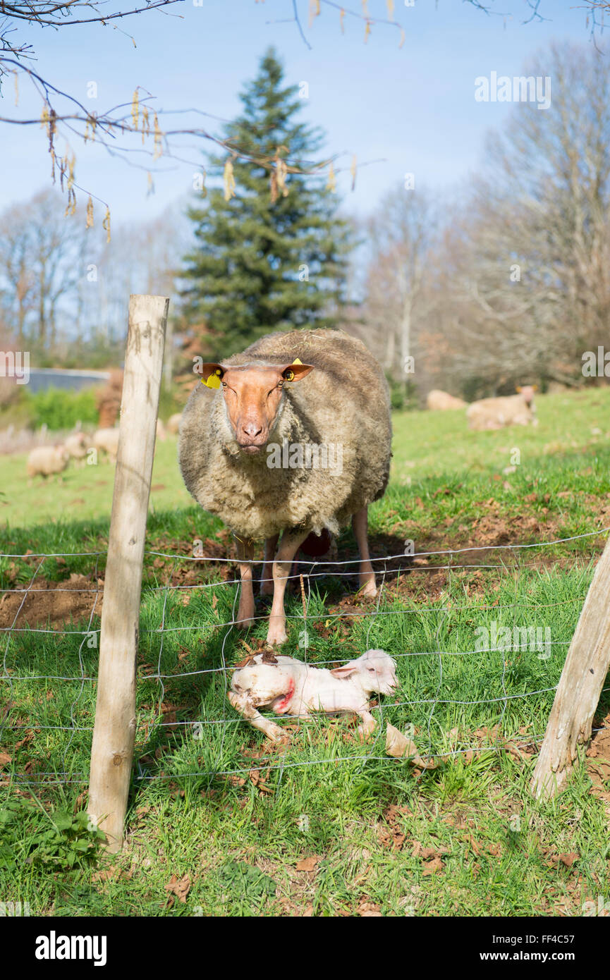 French sheep race Rouge de l'Ouest born lamb Stock Photo - Alamy