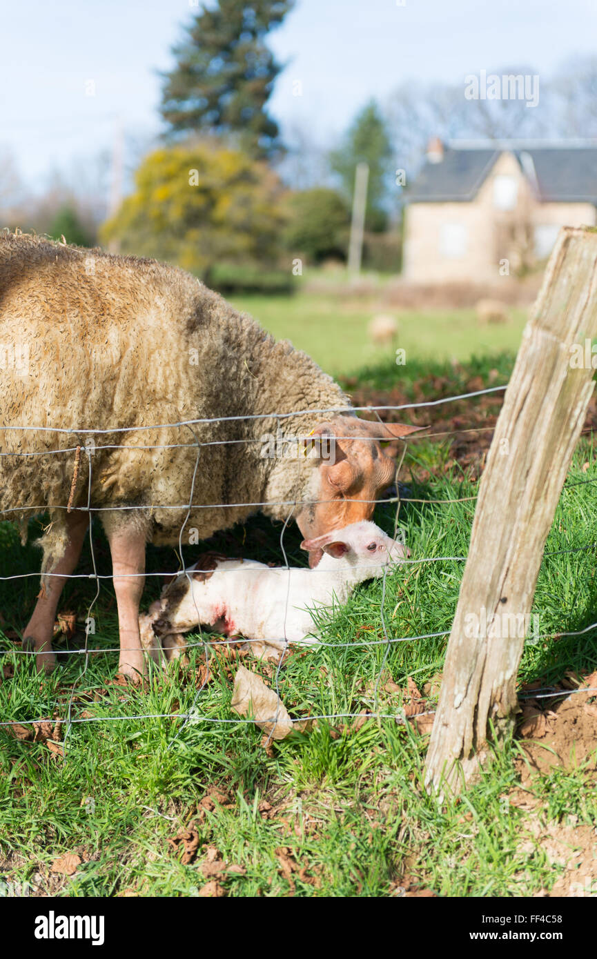 French sheep hi-res stock photography and images - Alamy