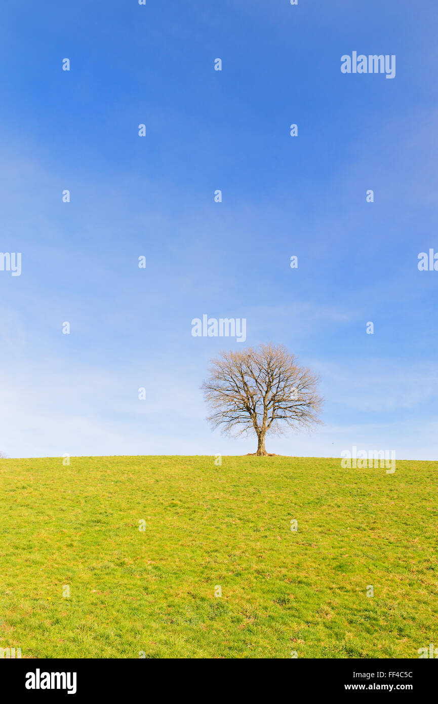 Single bald tree in winter sun on green hill Stock Photo - Alamy