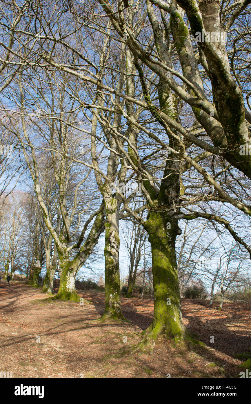 Row of beech trees in winter hi-res stock photography and images - Alamy