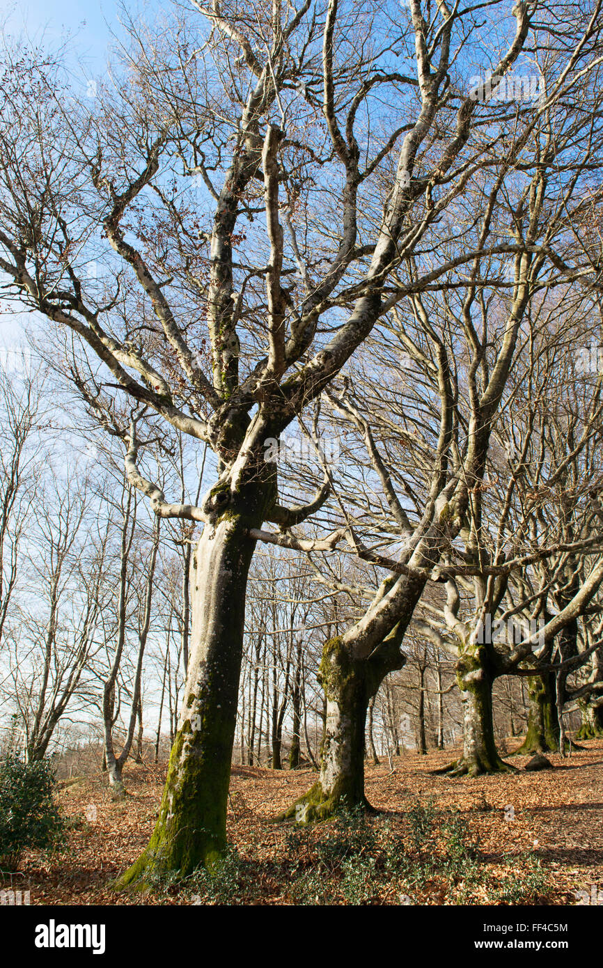 Bald Beech Trees High Resolution Stock Photography and Images - Alamy