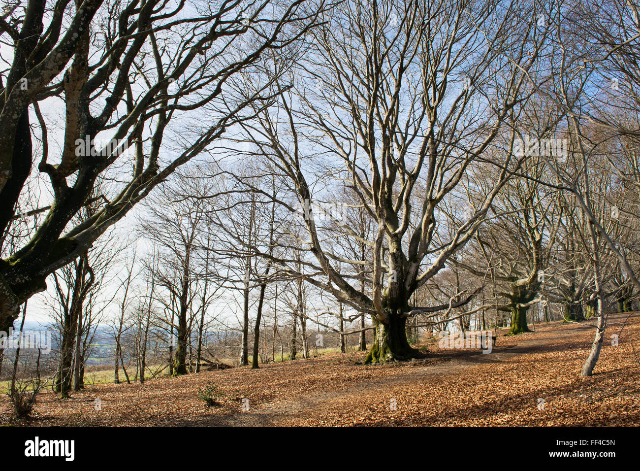 Gargan tree hi-res stock photography and images - Alamy