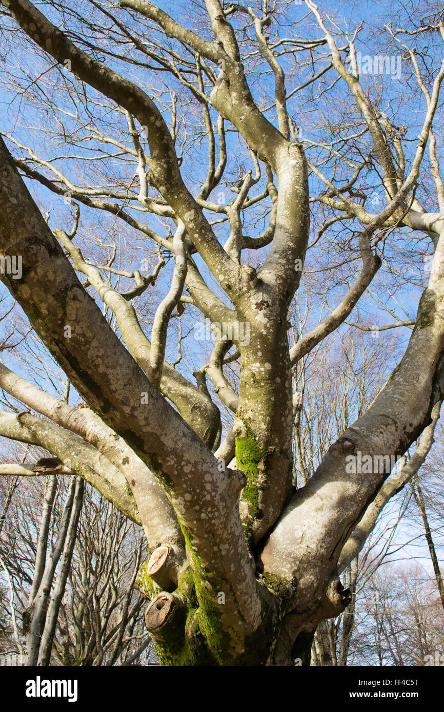 Row of beech trees in winter hi-res stock photography and images - Alamy
